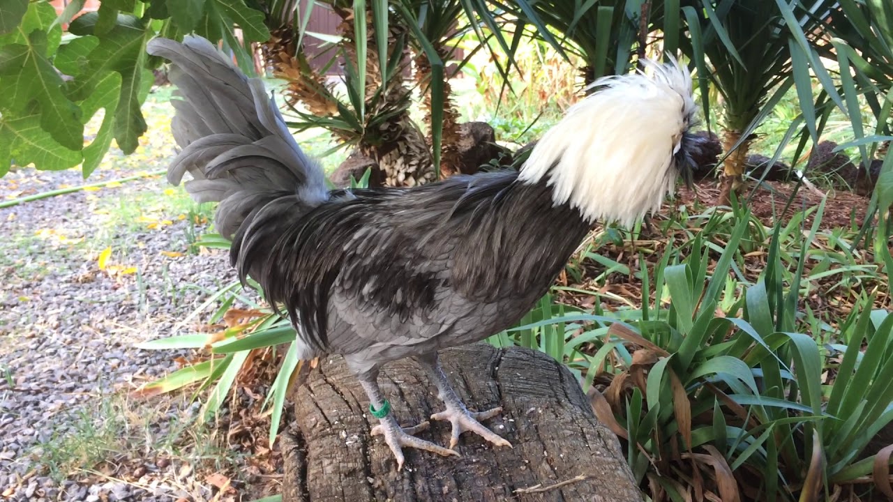 Polish Chickens (Bantam) White Crested Blue Rooster breeder Sedosas ...