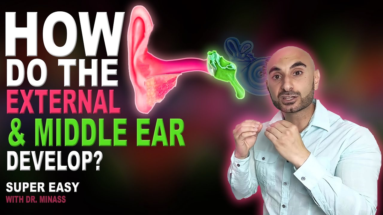 Embryology of the Ear II (Easy to Understand) - YouTube