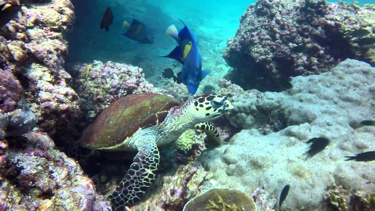 Dream Diving Weekend on Daymaniyat Islands, Oman - YouTube