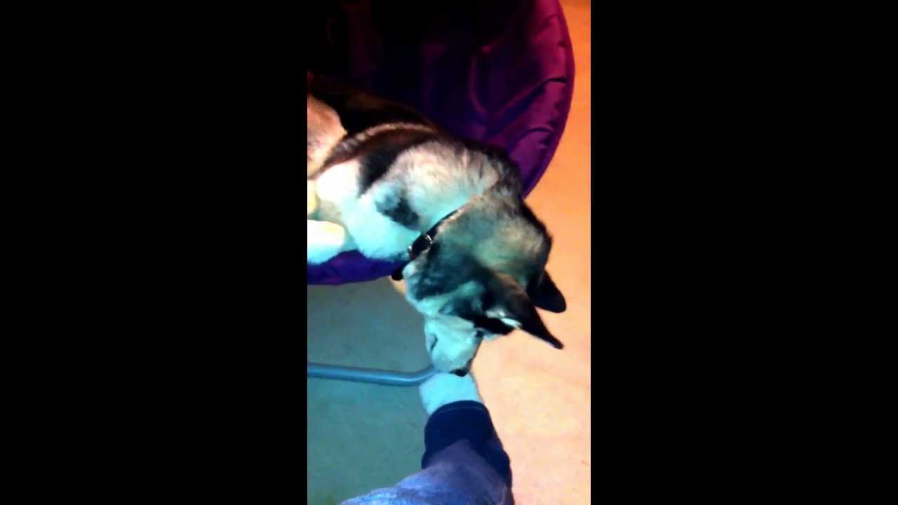 Sleepy dog smells my socks - YouTube
