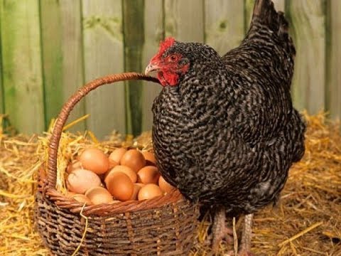 TAVUKLAR NASIL DAHA ÇOK YUMURTLAR /TAVUK BESLEME REHBERİ - YouTube