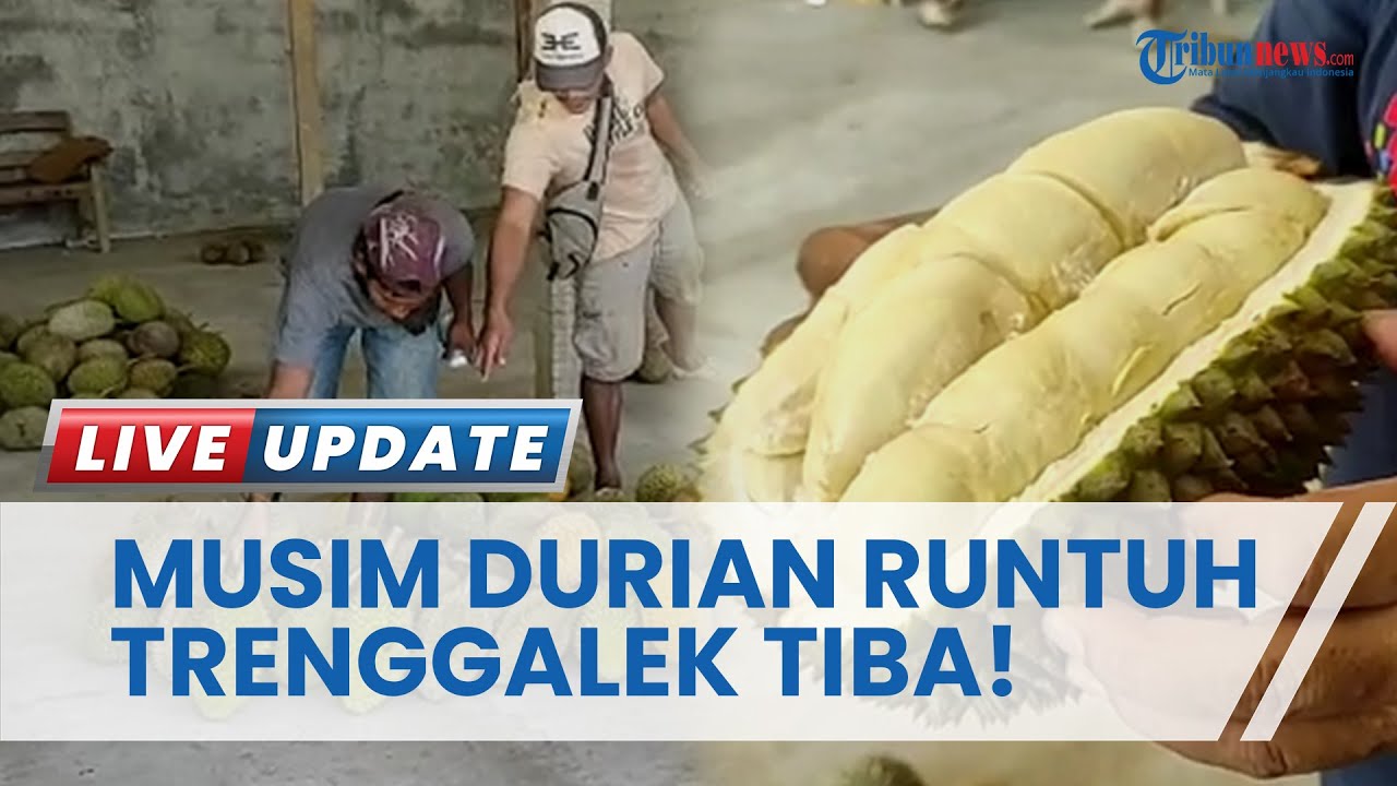 Musim Durian Runtuh Trenggalek! Jenis Ripto Masih Jadi Idola, Mulai Rp ...