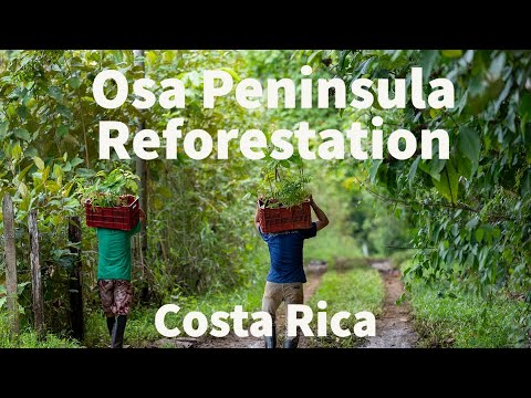 Reforestation Projects at Osa Peninsula, Costa Rica | Reforestation ...