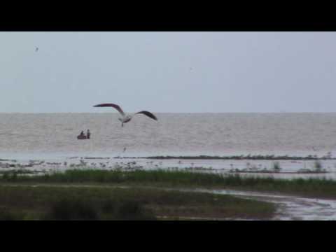 rich birding at Kizil Agach, Azerbaijan, May 2016