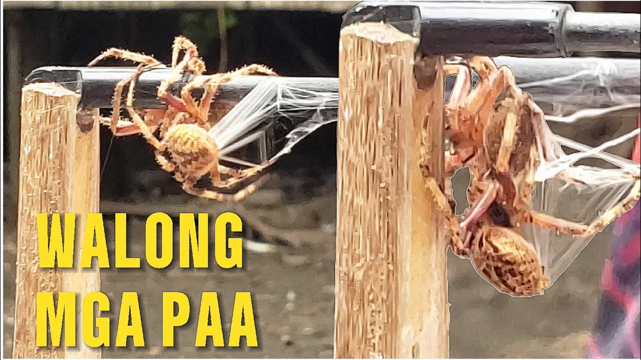 WALONG MGA PAA (Tagalog line). - YouTube
