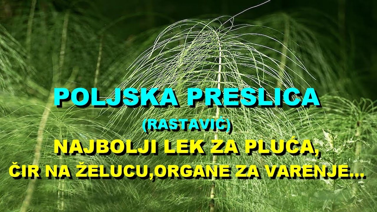 POLJSKA PRESLICA (RASTAVIĆ) - NAJBOLJI LEK Za PLUĆA,ČIR Na ŽELUCU ...
