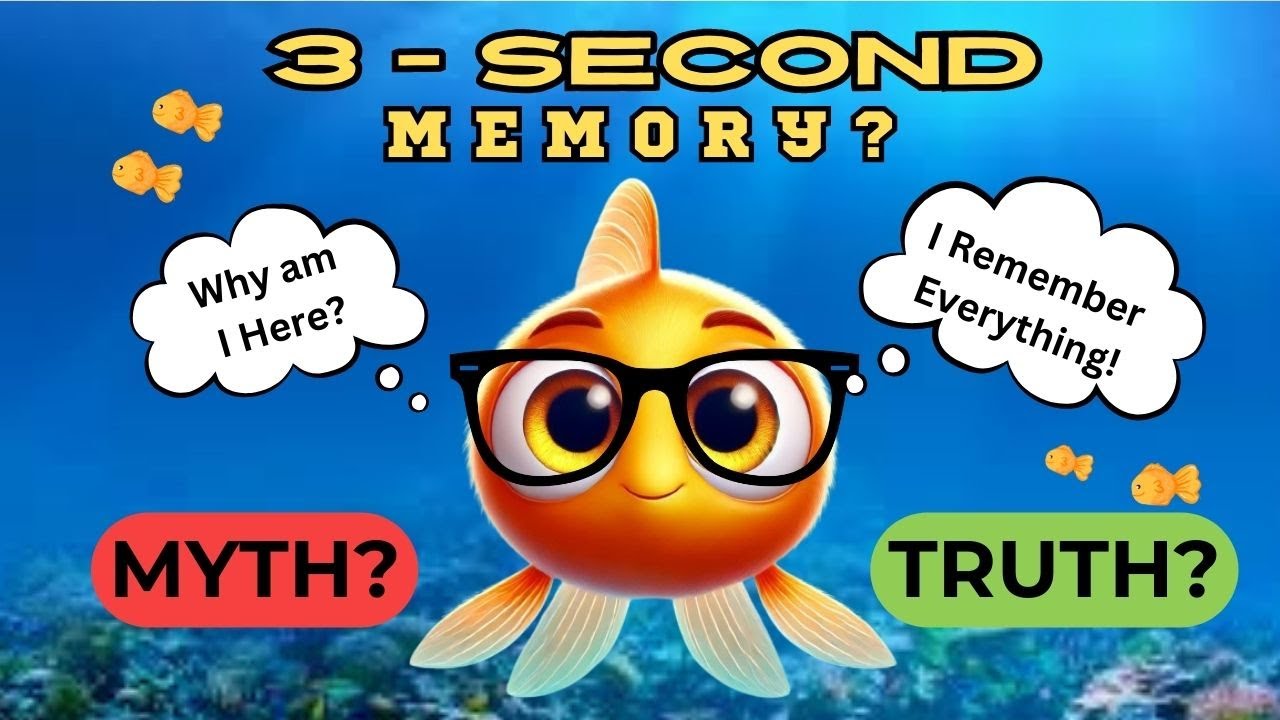 Goldfish Have a 3 Second Memory? The Truth Will Shock You! - YouTube