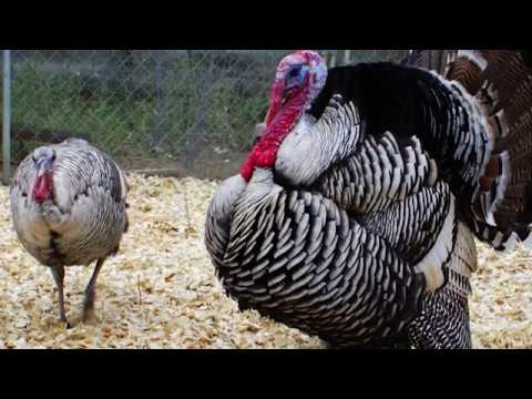 Narragansett Turkey | Flavourful Heritage Birds - YouTube