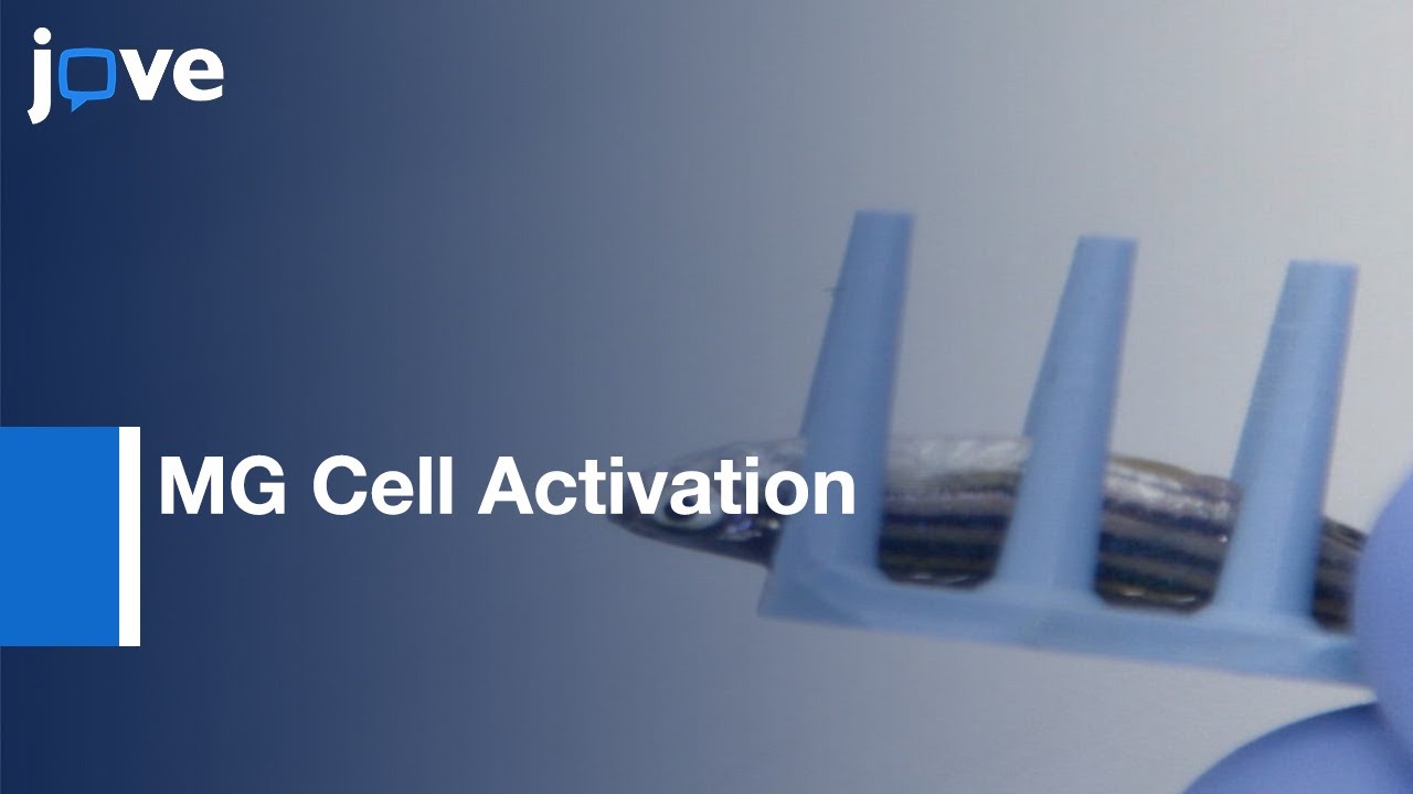 MG Cell Activation in Retinal Degeneration and Regeneration by Laser ...