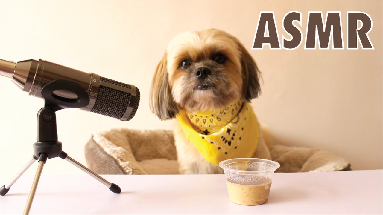 Shih Tzu Dog Eats Home-made Dessert for Dogs (No Talking Just Mleming ...