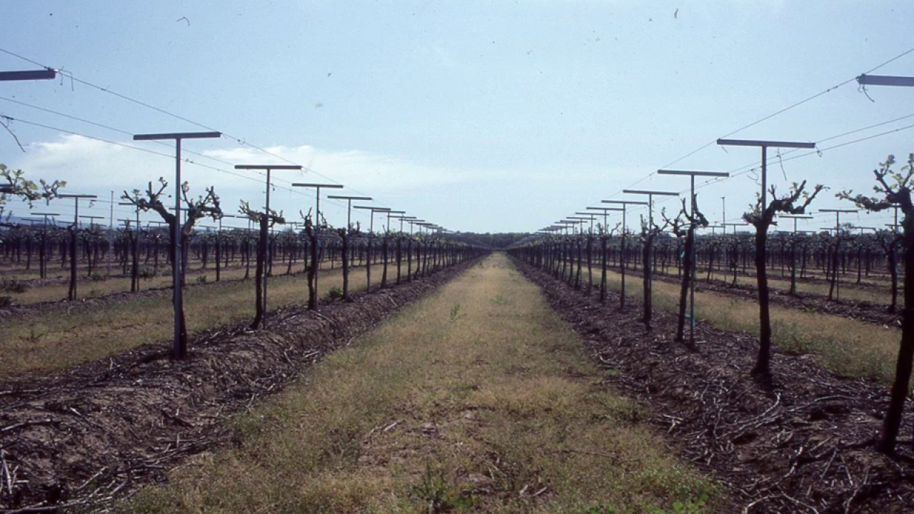 Vineyard Design - Grape Video #44 - YouTube