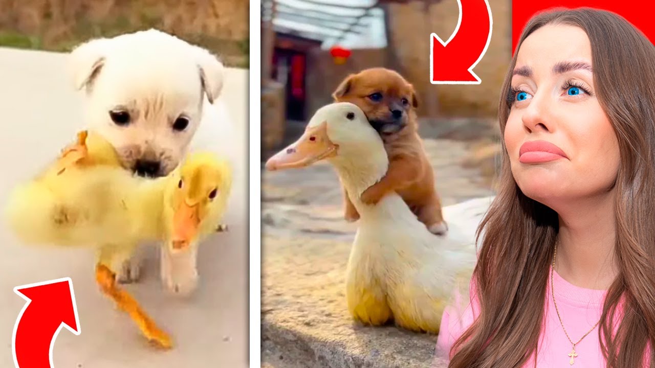 NAJSŁODSZE PIESKI I SZCZENIAKI NA TIKTOKU! - YouTube