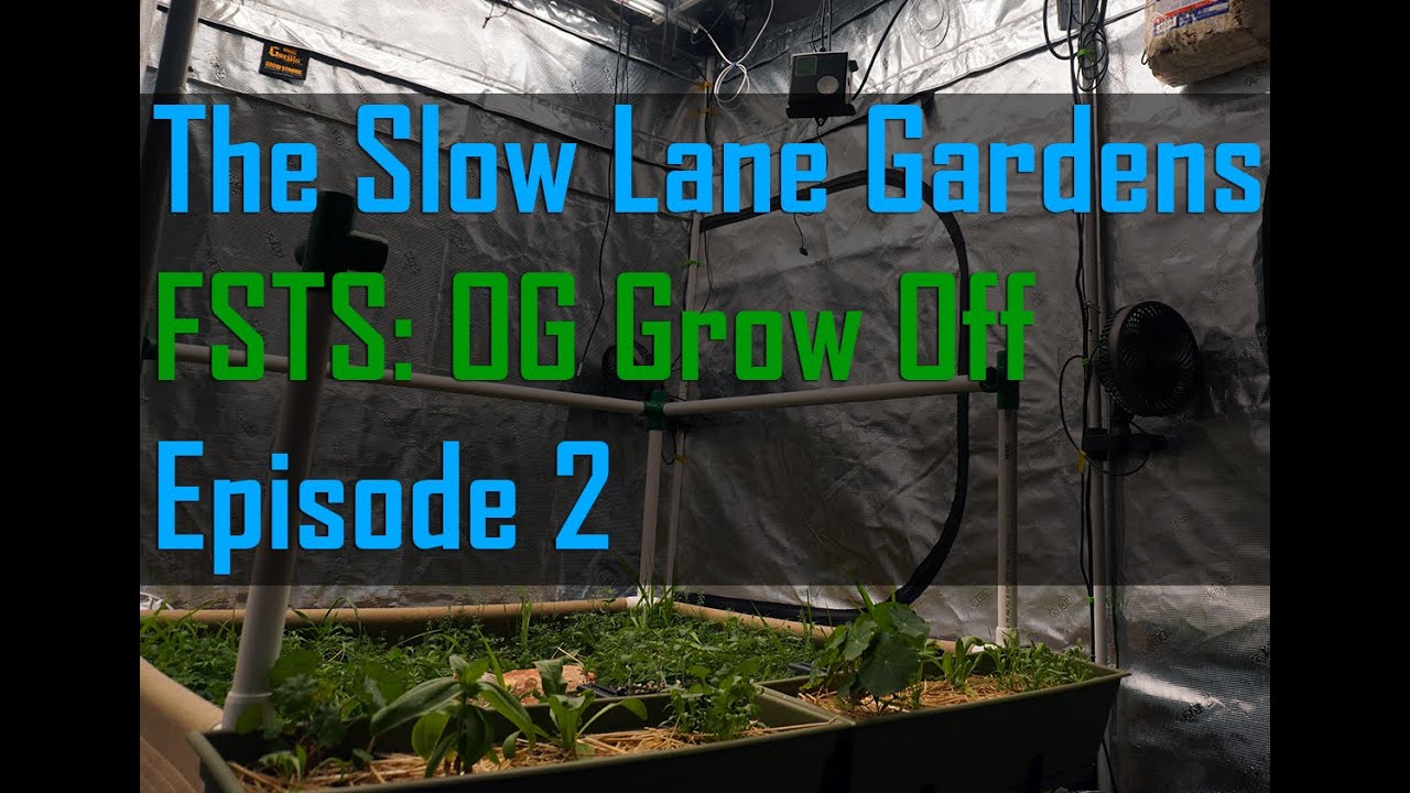 TSL: FSTS - OG Grow Off Episode 2 (Yoda Soda) - YouTube