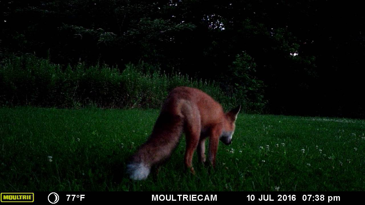 Nice close up red Fox caught on Maryland trail camera - YouTube