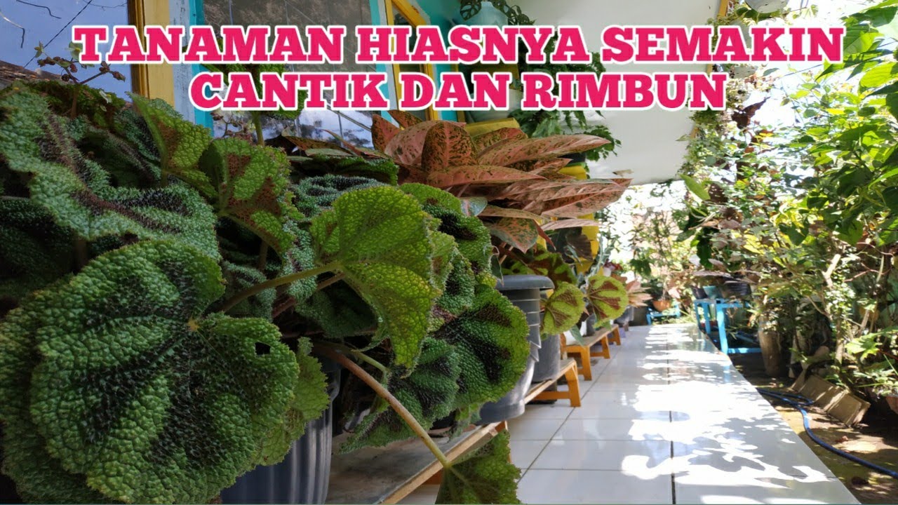 TANAMAN HIAS RIMBUN DI TERAS SAMPING RUMAH - YouTube