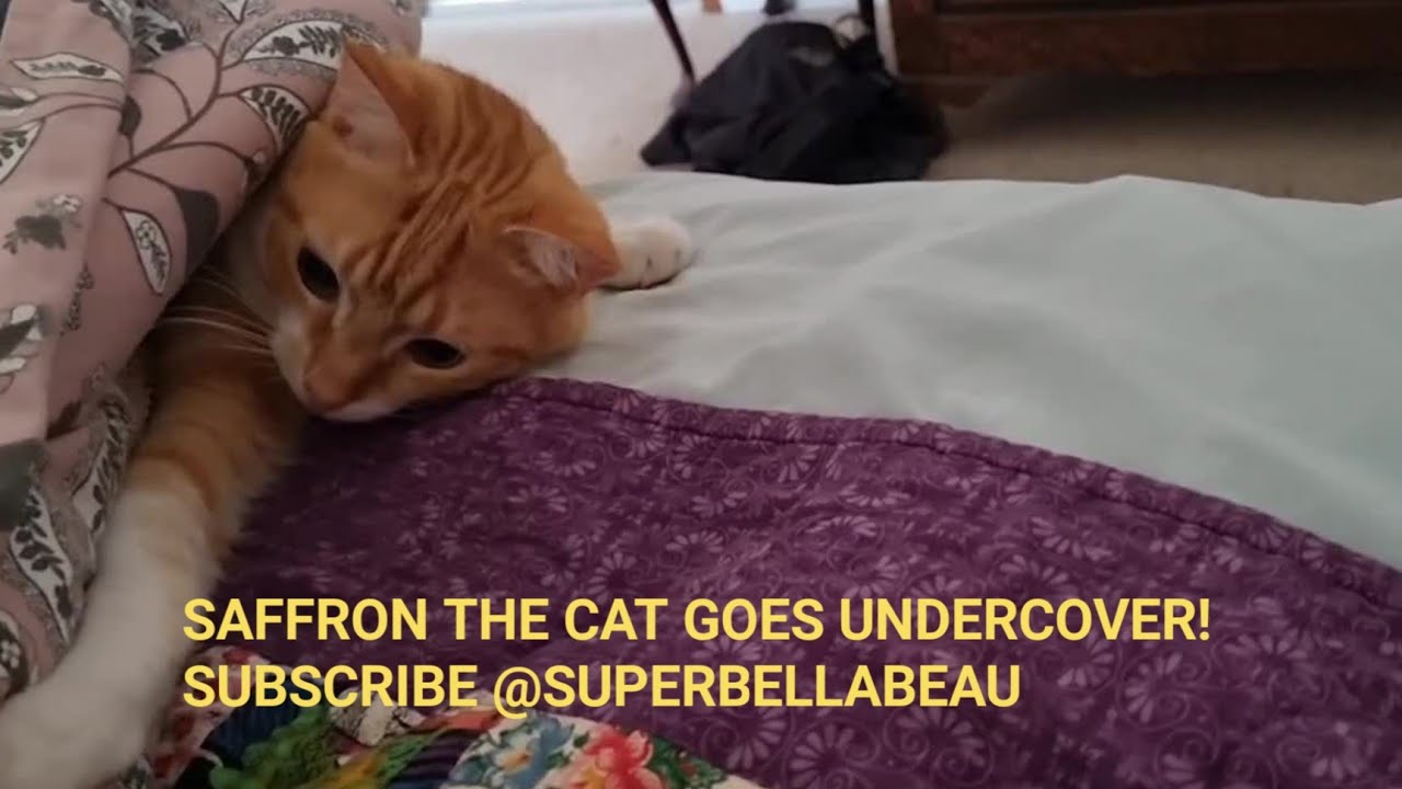 SAFFRON THE CAT GOES UNDERCOVER! 😻 ️ - YouTube