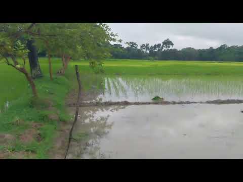 BRRI 87# BINA 20 # Bangla Basmoti paddy cultivation# AR Agro Farm (25.08.2023)