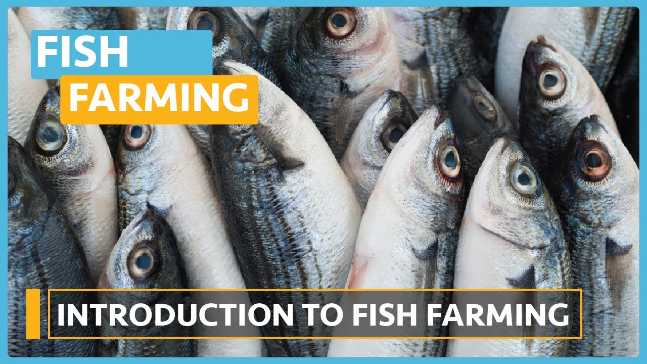 Fish Farming Course - (Lesson 2) Introduction - YouTube