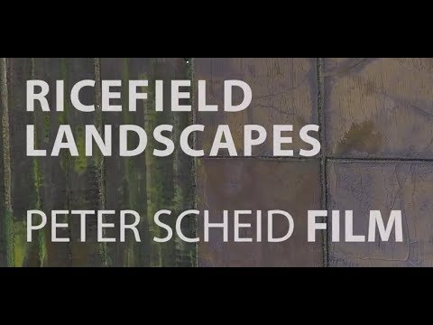 Rice Fields Vietnam - Film/Video Production Peter Scheid - Cameraman ...