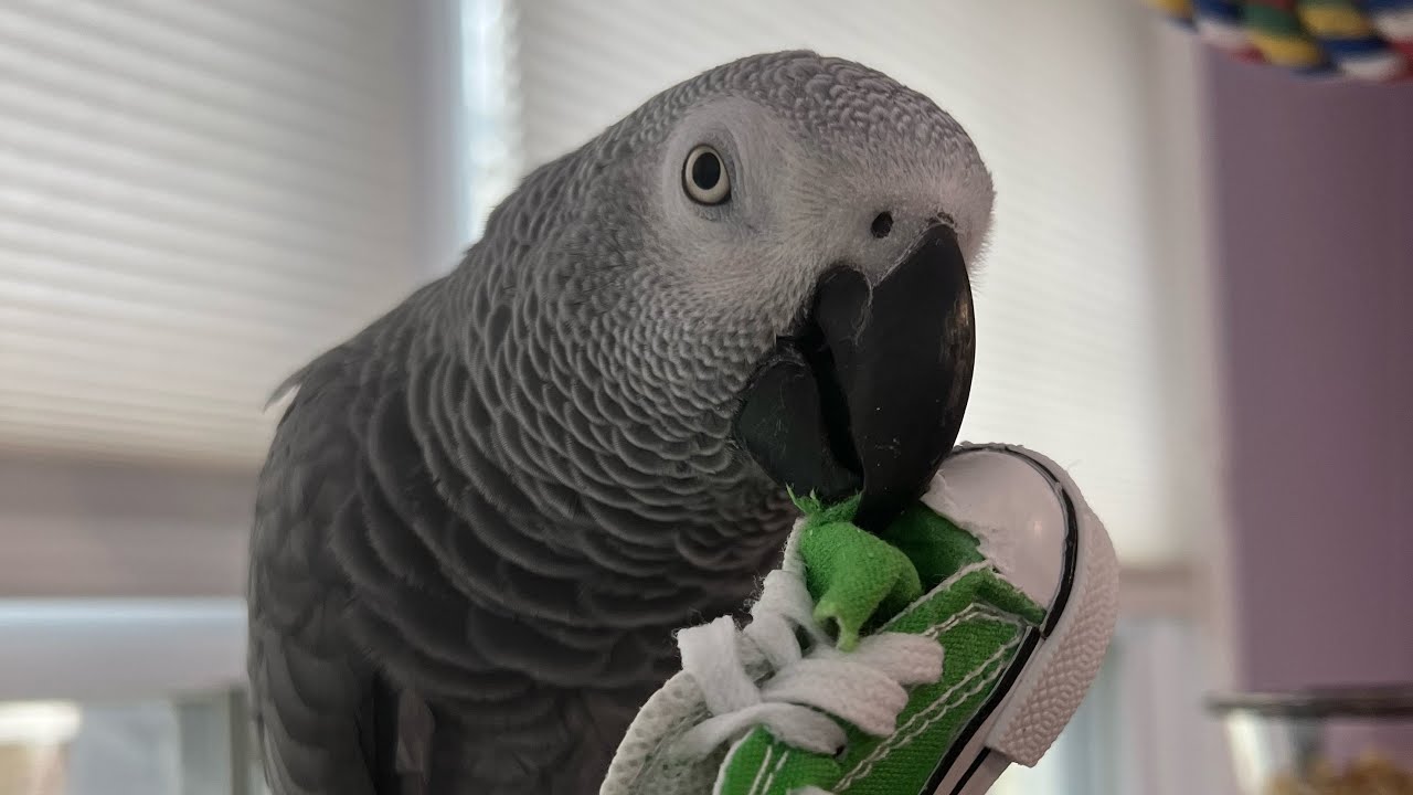 Symon the African Grey Talking Parrot practicing her words and sounds ...