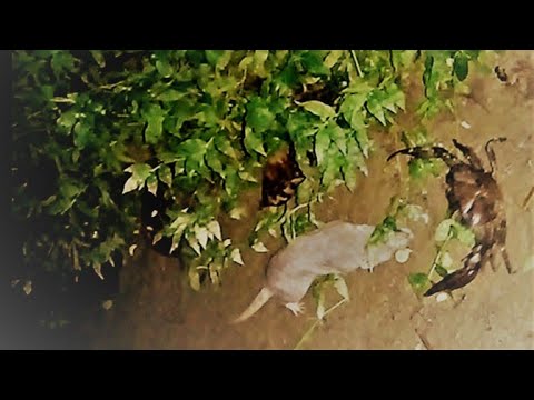 Mice Vs Crab The battle of life Undefeated rat - YouTube