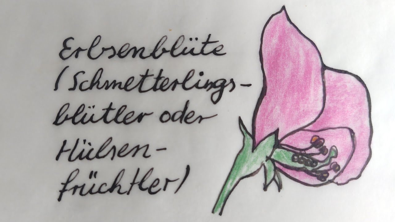 Kreuzungsversuche verstehen – Monohybrider Erbgang - YouTube