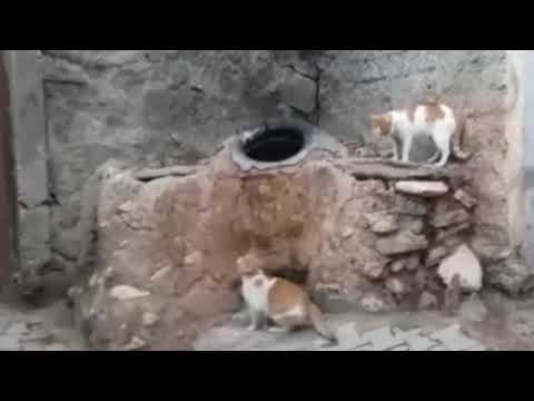 Anne diyen kedi görenleri hayretler içinde bıraktı!