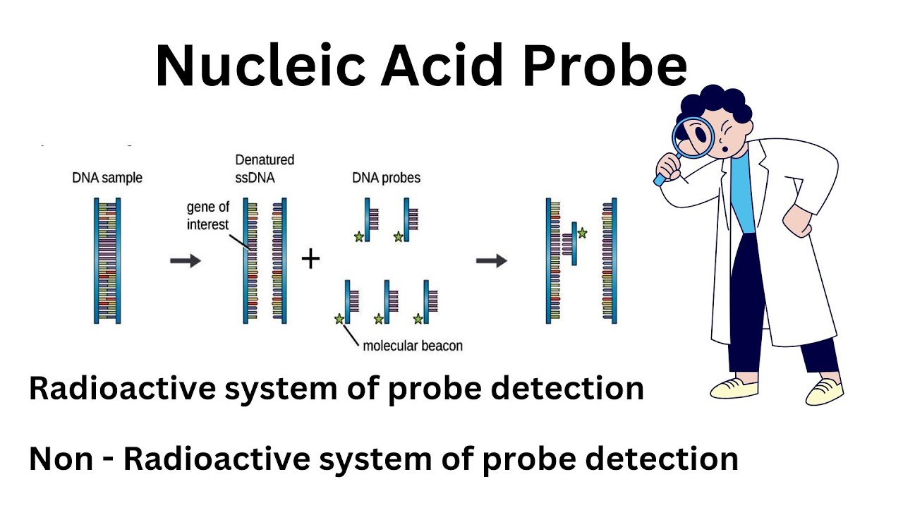 what is Nucleic acid probe | hybridization probe | radioactive and non ...