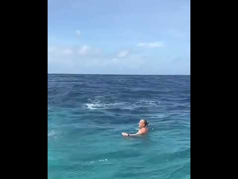 Dolphin Show in Goa near Palolem - Butterfly Beach, Goa - YouTube