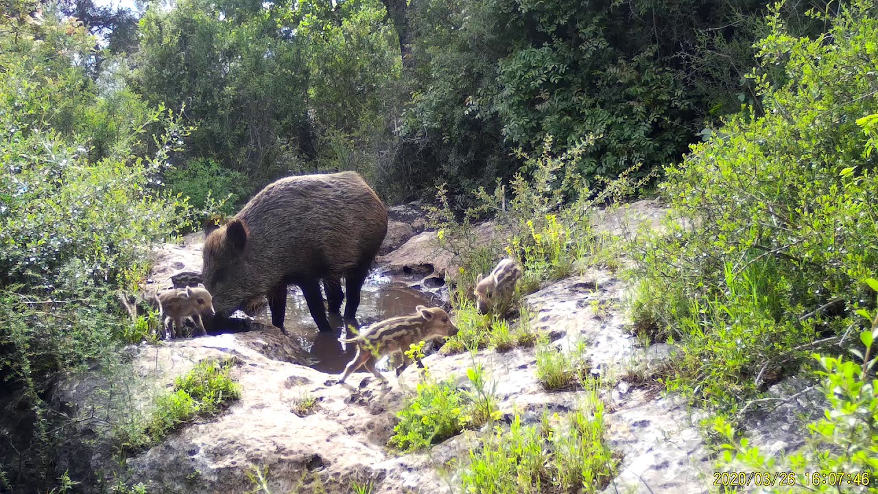 Wild Boars - Mom & Juveniles @ Alonim Woodland, Israel - YouTube