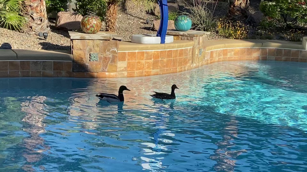 Shucky Ducky Quack Quack part 2 - YouTube