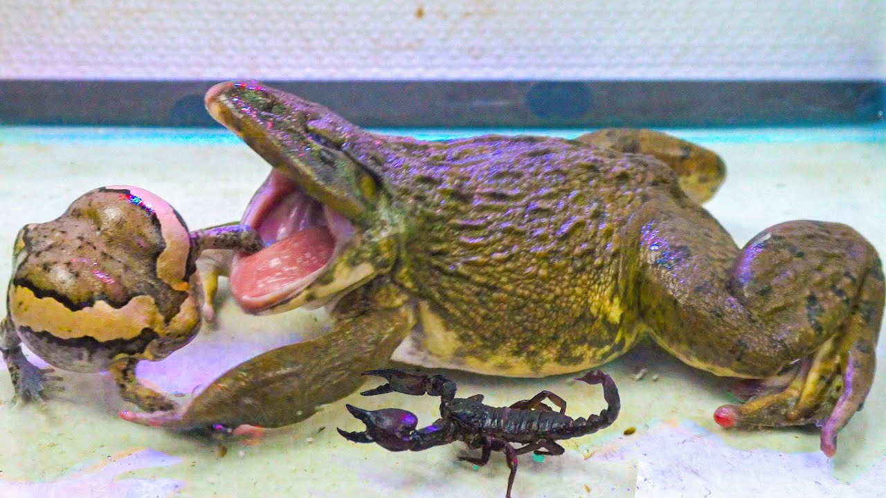 Asian Bullfrog Tries To Eat Banded Bullfrog And Scorpion! Warning Live ...