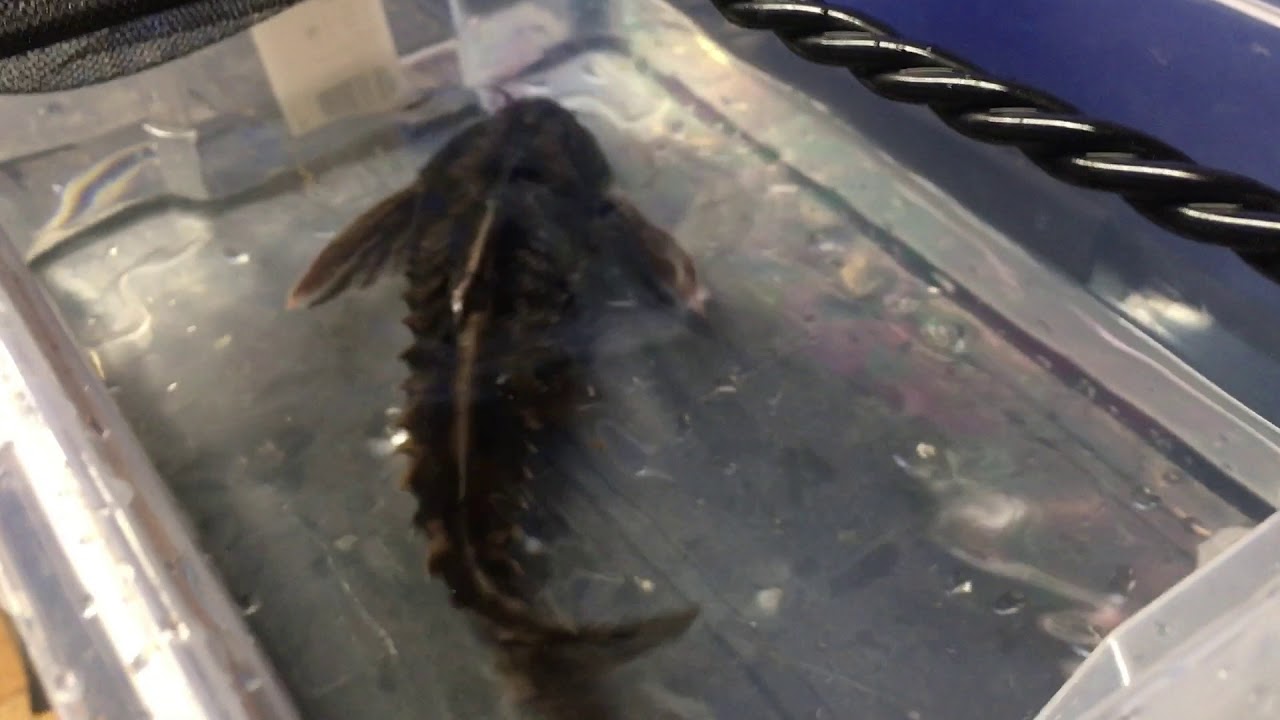 Giant Raphael Catfish