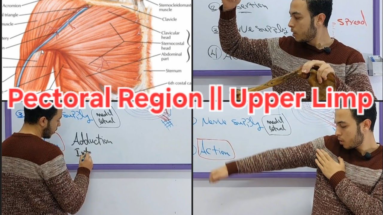 Pectoral Region || Upper Limp - YouTube