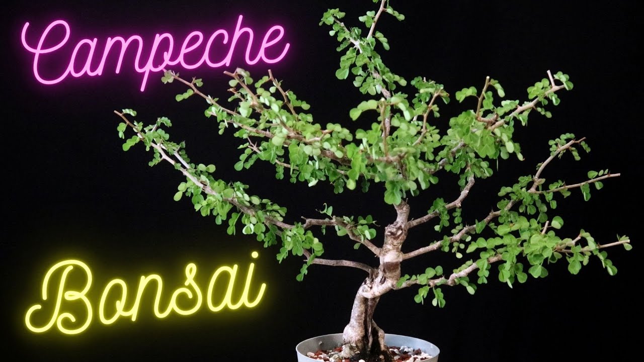 Campeche Bonsai Tree. Haematoxylum Campechianum - YouTube
