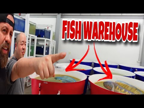 WE FOUND A SUPER RARE FISH INSIDE A WAREHOUSE IN THAILAND - YouTube
