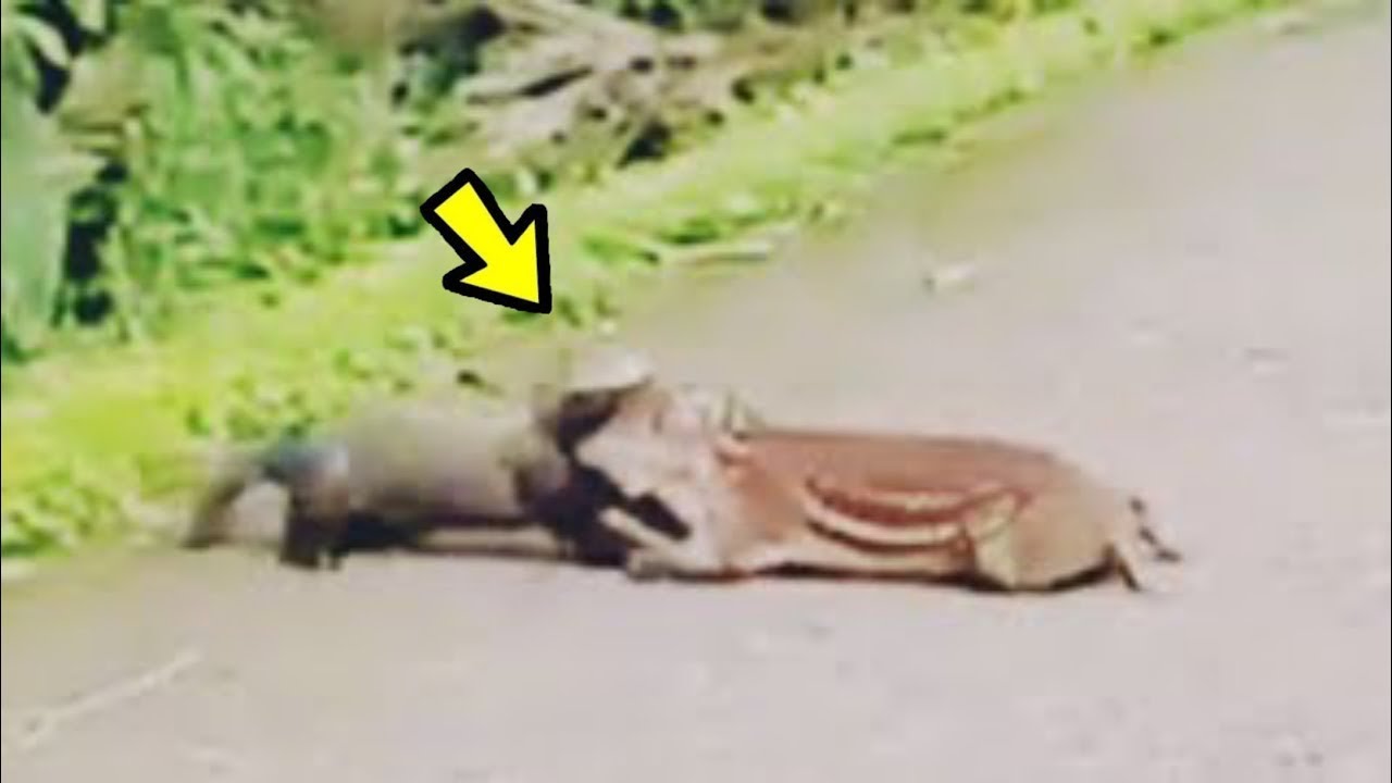 FERRET HUNTING PACA - YouTube