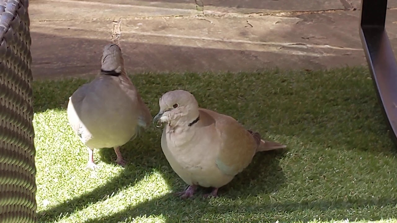 Dove attacked loving doves - YouTube