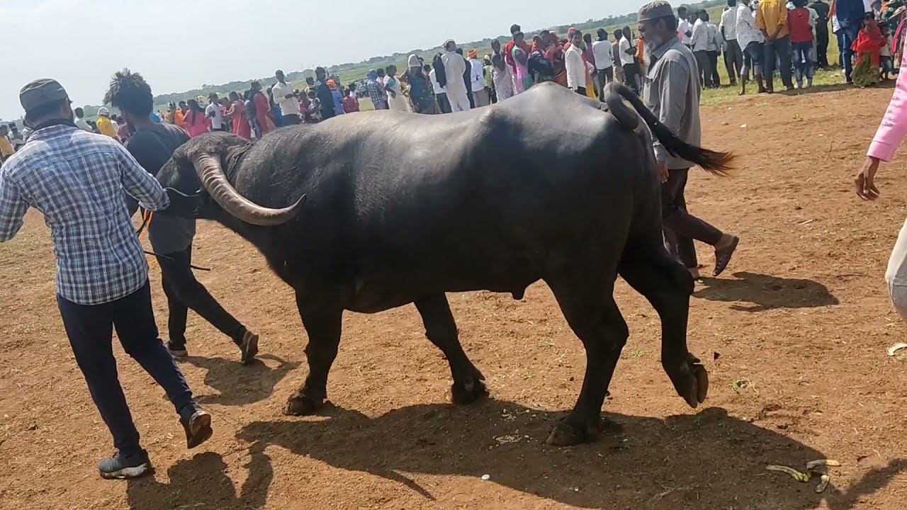 Savlya one fight win in khamkarwadi 12-10-21 @Bull Fight Maharashtra ...