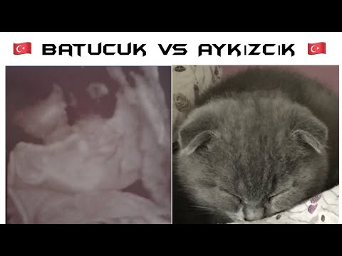 KEDİ İLE KAVGA EDEN ÇOCUK | ÇOCUK ÇOK KOMİK | GÜLMEK KESİN