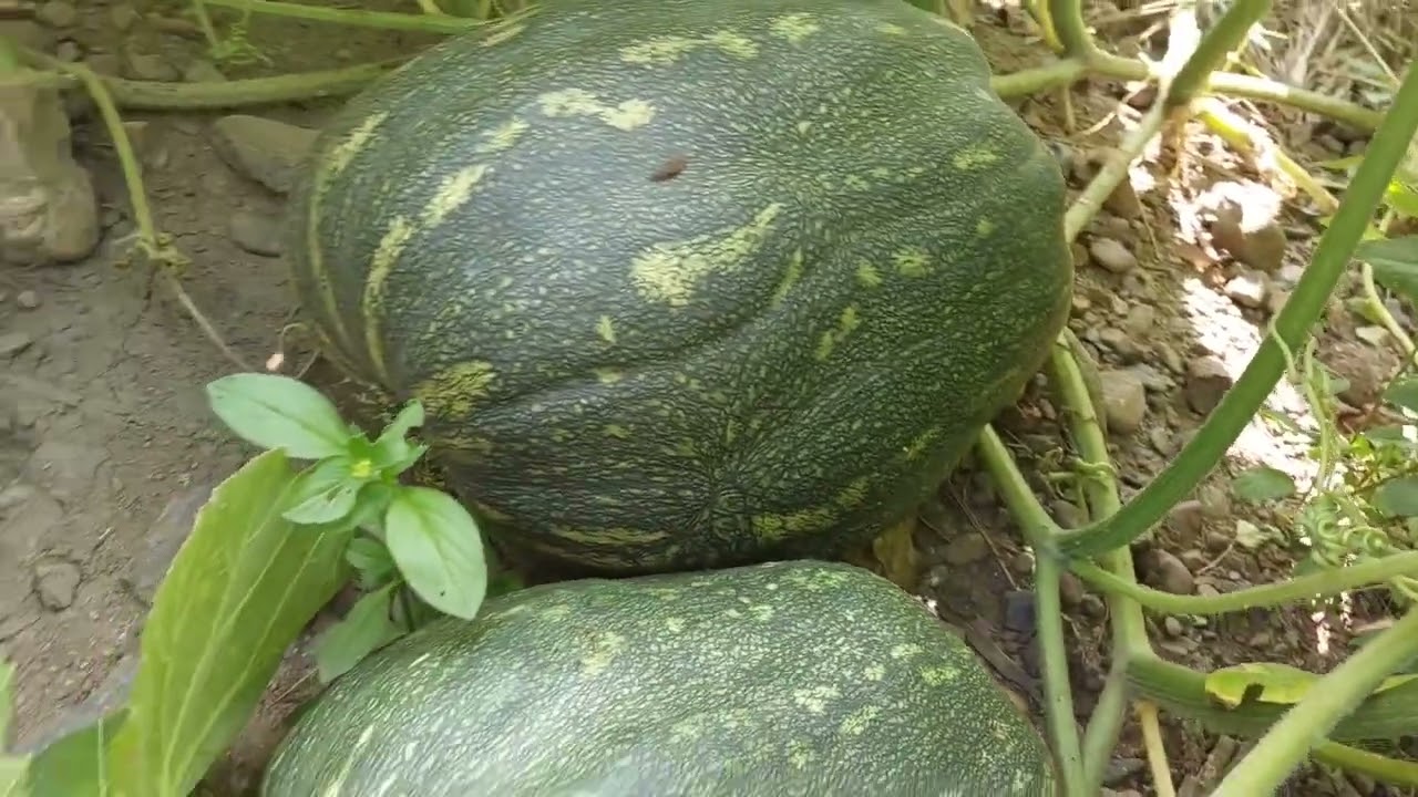 Calabaza de castilla o Casco, Como cultivar calabazas grandes. - YouTube