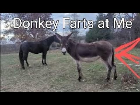 Donkey Fart - YouTube
