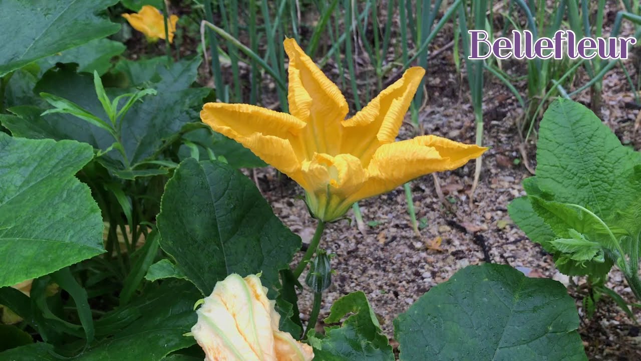 Visite Corée avec moi - Fleurs coréennes/voyage en Corée/한국의 꽃/Korean ...