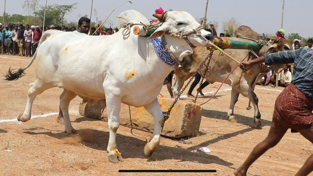 Massive bulls pulling heavy weight stone at Vaddarapalyam, yeddula ...