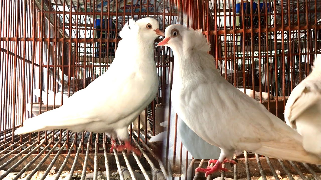 Beautiful American Domestic Show Flight pigeon Breeds - YouTube