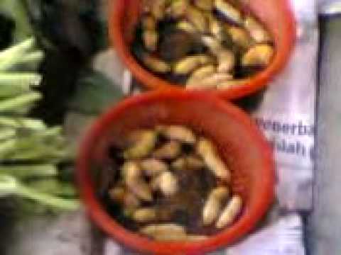 Excotic food from Sarawak-Ulat Mulong - YouTube