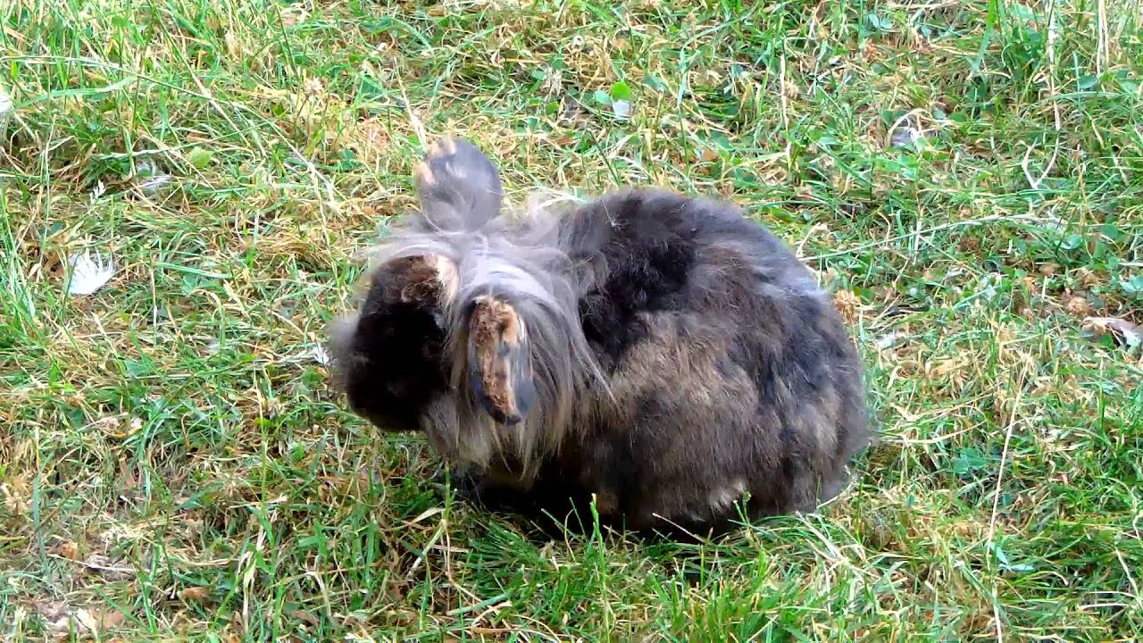 Grey Lionhead Rabbit