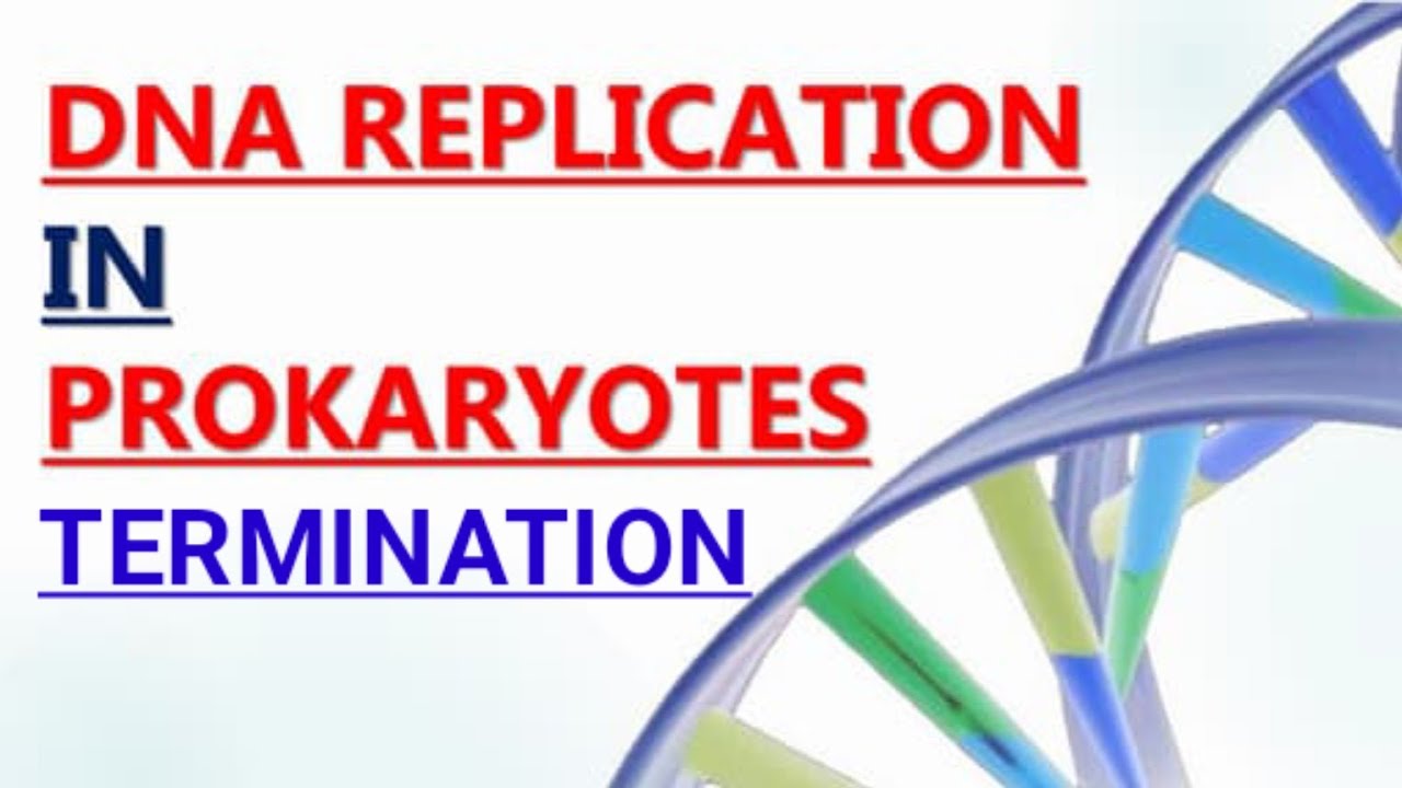 DNA Replication in prokaryotic | Termination || Molecular biology of ...