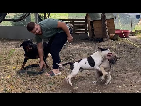 Efes ve Kangal Raşa Birbirine Girdi - Ah Be Çocuklar 😢