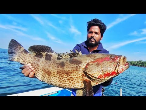 FISHING IN GOA INDIA. CAUGHT GIANT GROUPERS BACK TO BACK - YouTube
